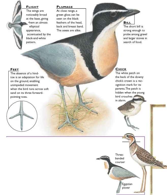 The Egyptian Plovera on emaze